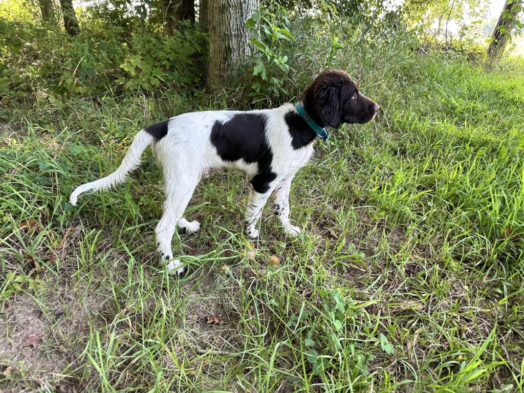 Gallant Gun Started Dogs